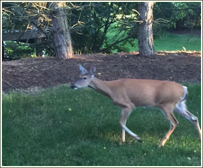 Bristol View Homeowners Association Community Website